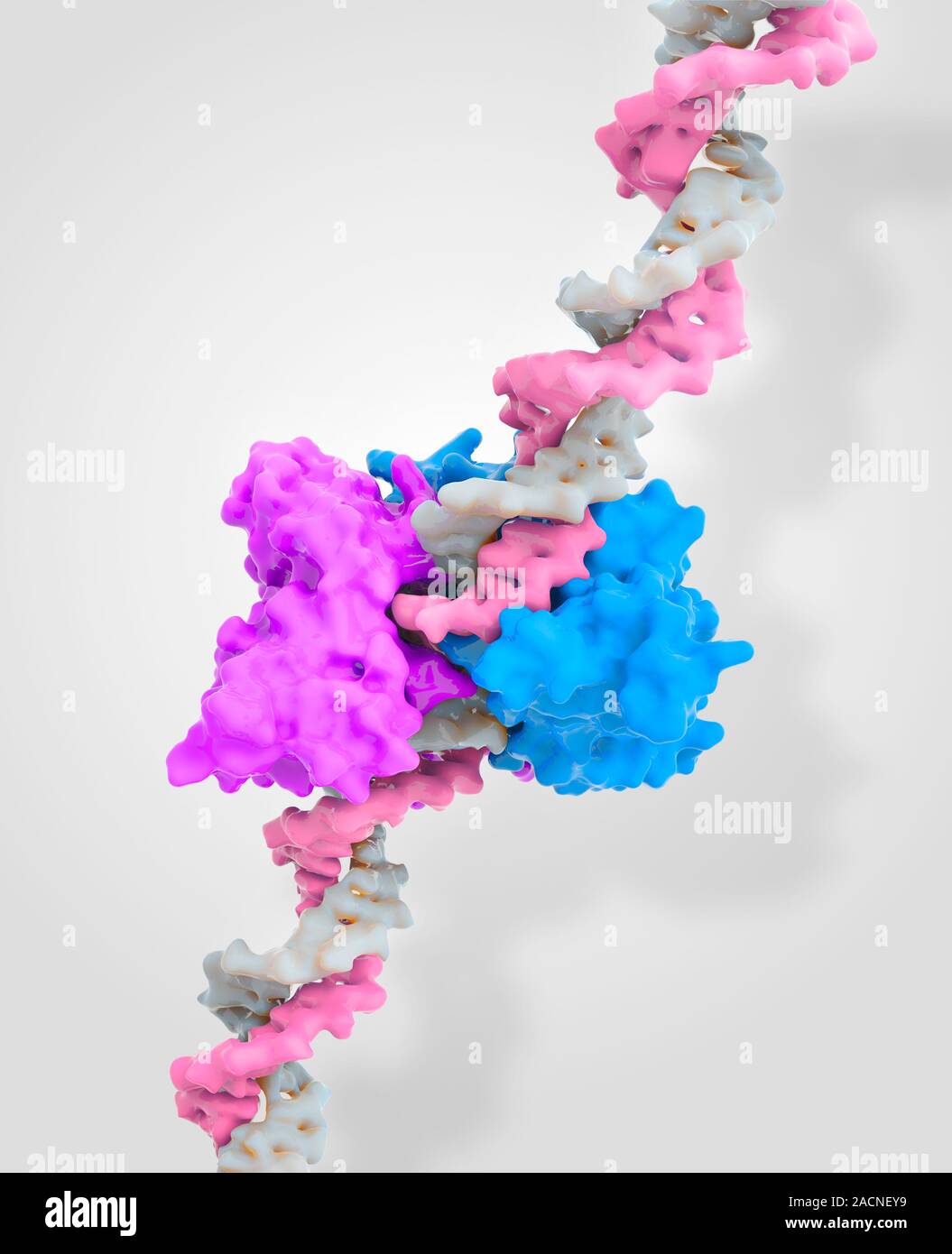 EcoRV restriction enzyme. Molecular model of the type II restriction ...