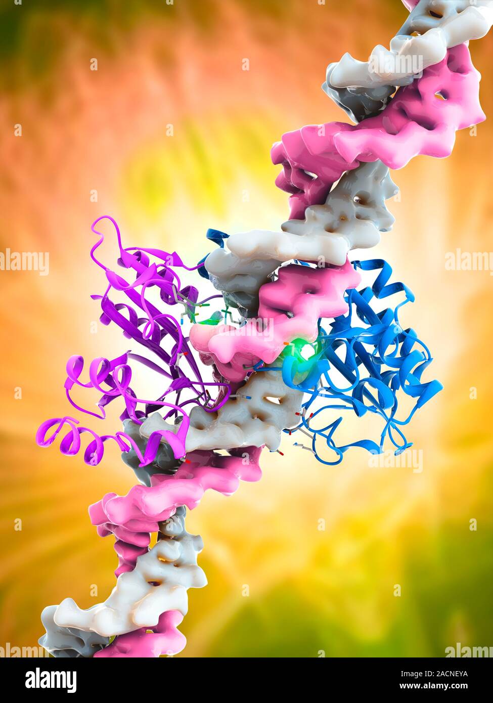 Ecorv Restriction Enzyme Molecular Model Of The Type Ii Restriction