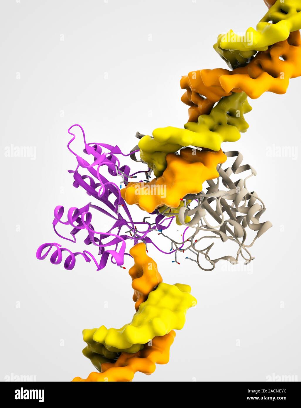EcoRV restriction enzyme. Molecular model of the type II restriction ...