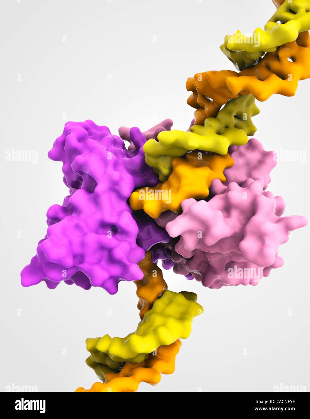 EcoRV restriction enzyme. Molecular model of the type II restriction ...