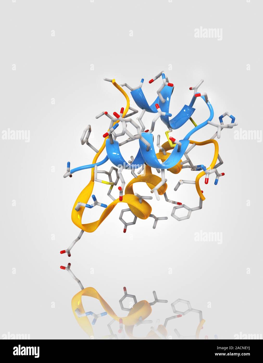Insulin molecule. Molecular module of insulin showing its secondary ...