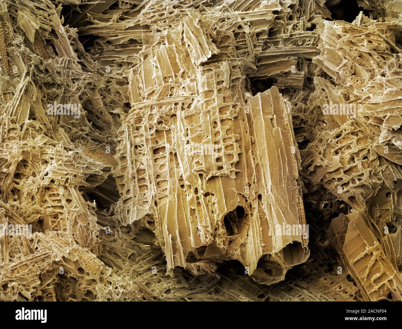 Wasp nest material in detail. Scanning electron micrograph of ...
