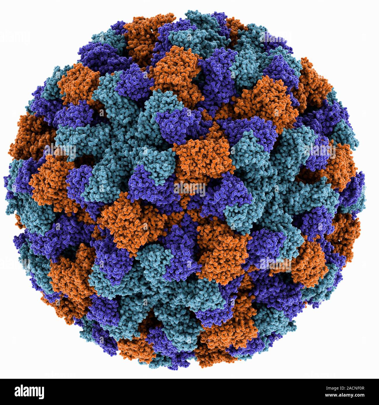 Norwalk virus capsid, molecular model. This norovirus, which causes a viral form of ...