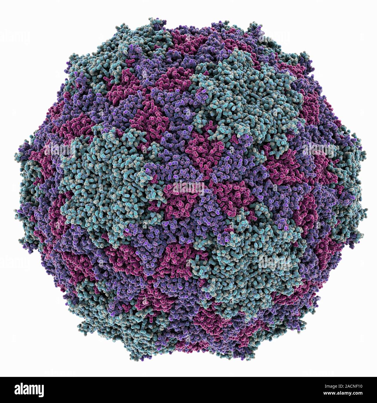 Mengovirus capsid, molecular model. Also known as ...