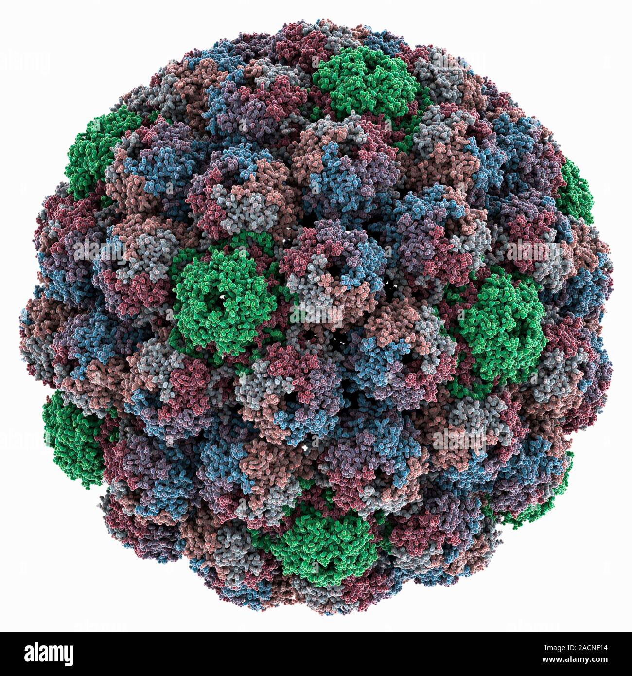 Murine polyomavirus capsid, molecular model. This virus, one of a range ...