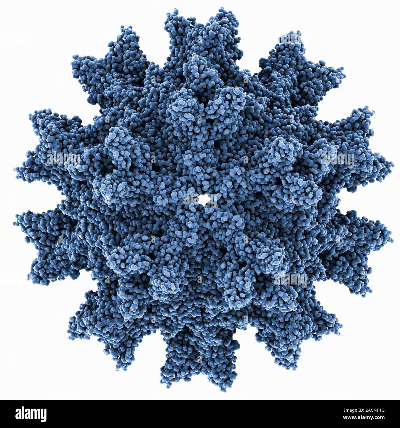 Infectious bursal disease virus capsid, molecular model. This avian ...