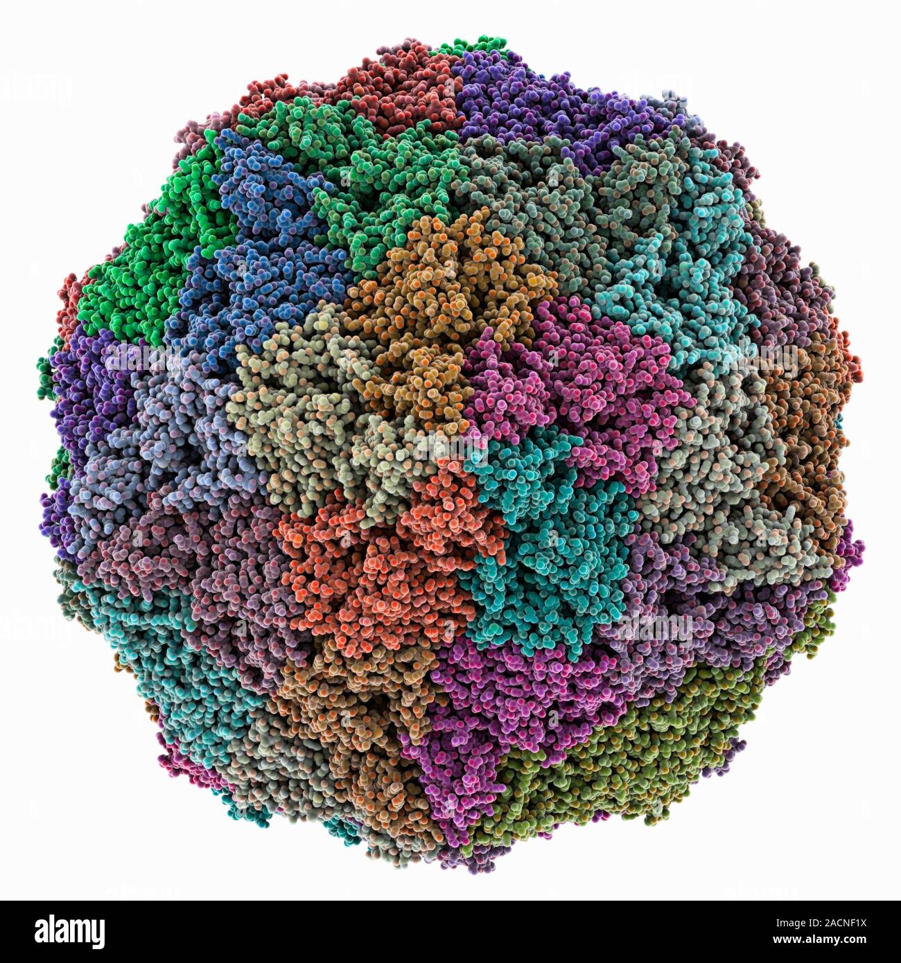 Grapevine fanleaf virus capsid, molecular model. This plant virus is ...
