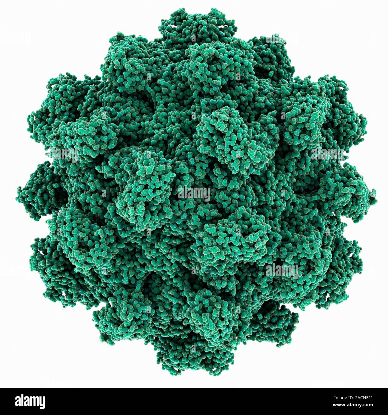Hepatitis E virus capsid, molecular model. This virus causes the ...