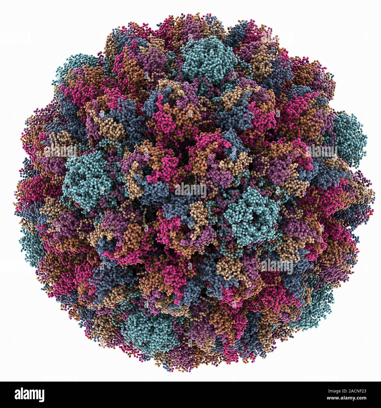 Avian polyomavirus capsid, molecular model. This virus, one of a range ...