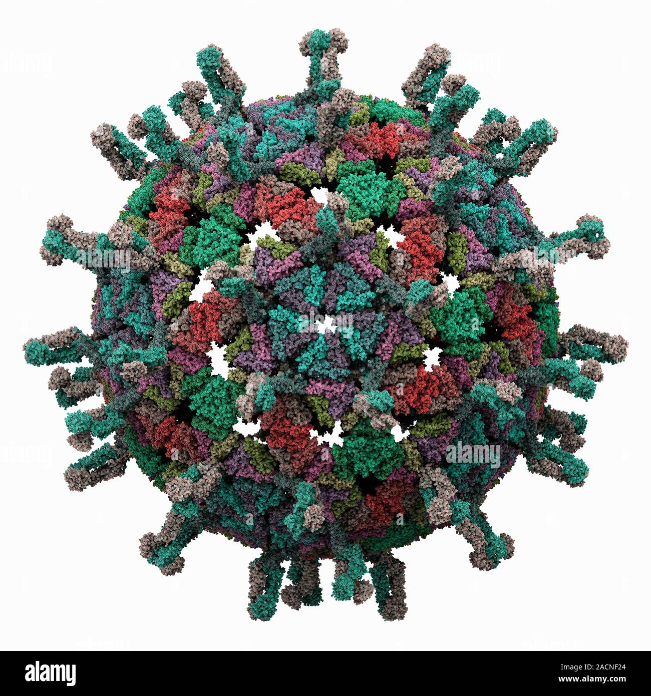 Simian rotavirus capsid, molecular model. This virus is named for its ...