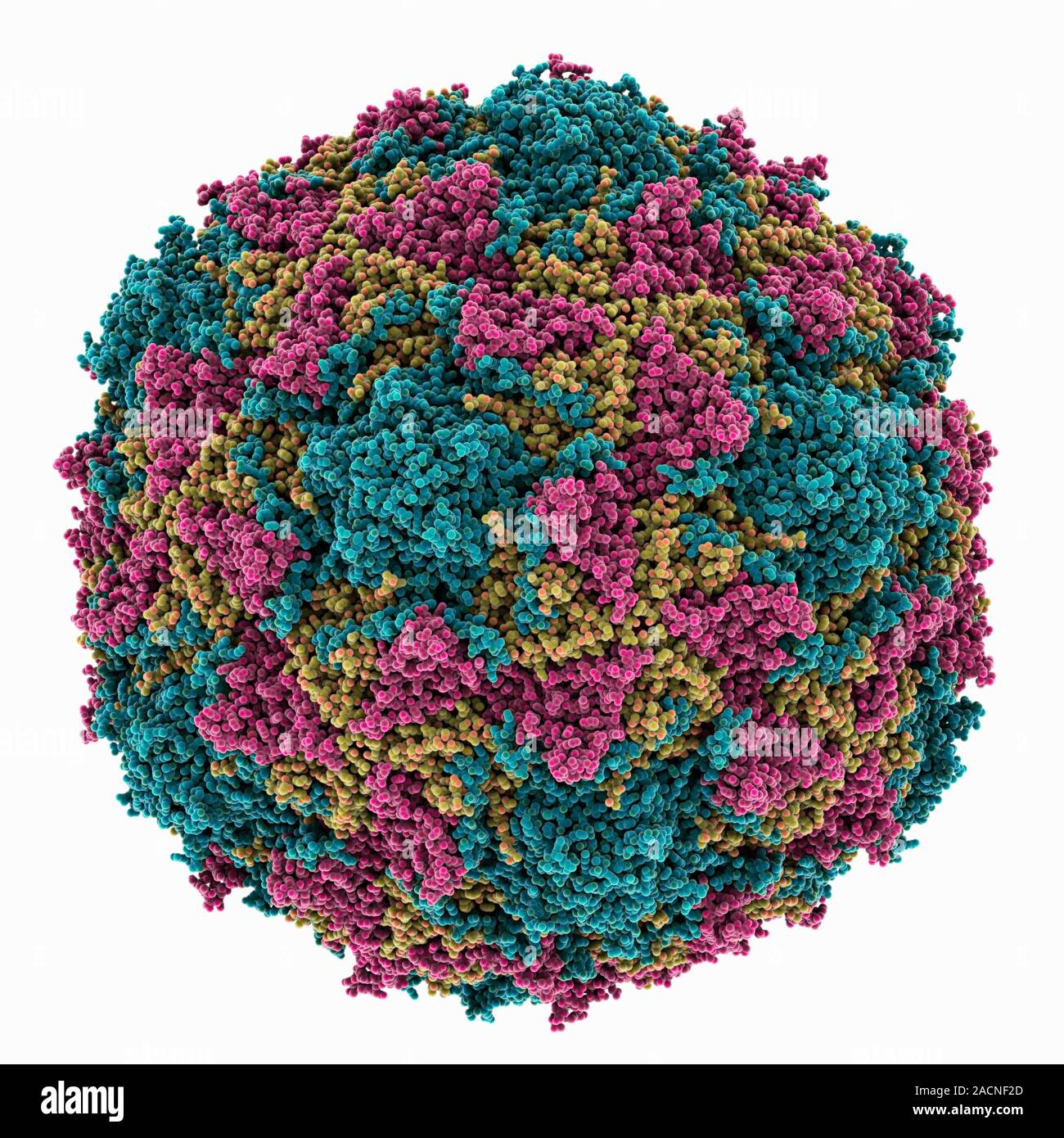 Poliovirus type 3 capsid, molecular model. This enterovirus causes ...