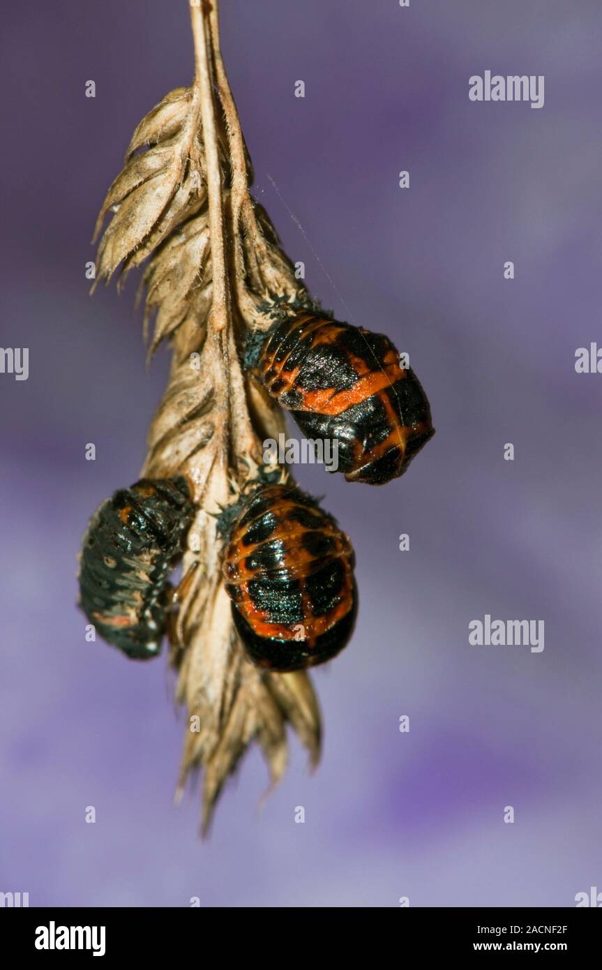 Ladybird larvae on a seedhead. Both the adults and the larvae of ...