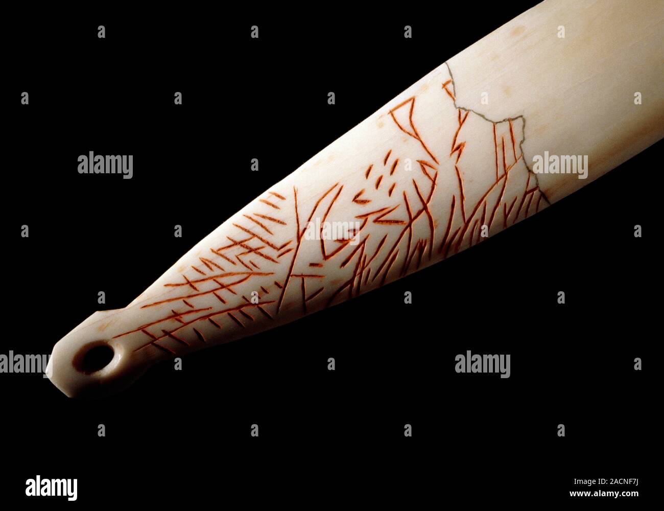 Stone Age artefact, Magdalenian culture. Carving inscribed on one end ...