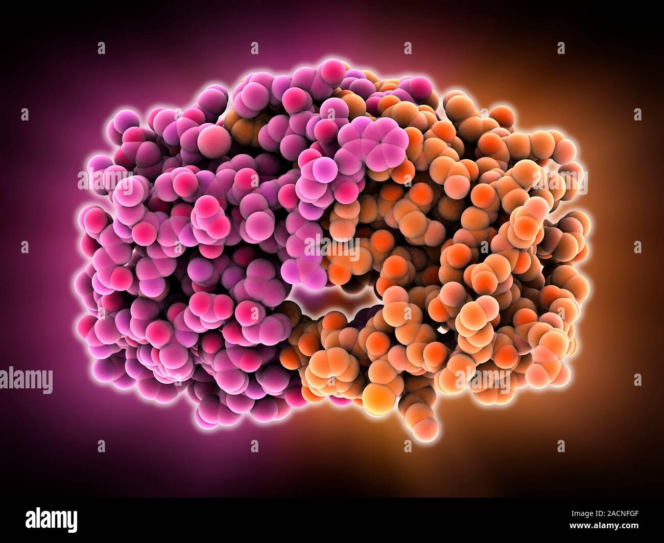 HIV-1 protease, molecular model. This enzyme, from HIV (human ...