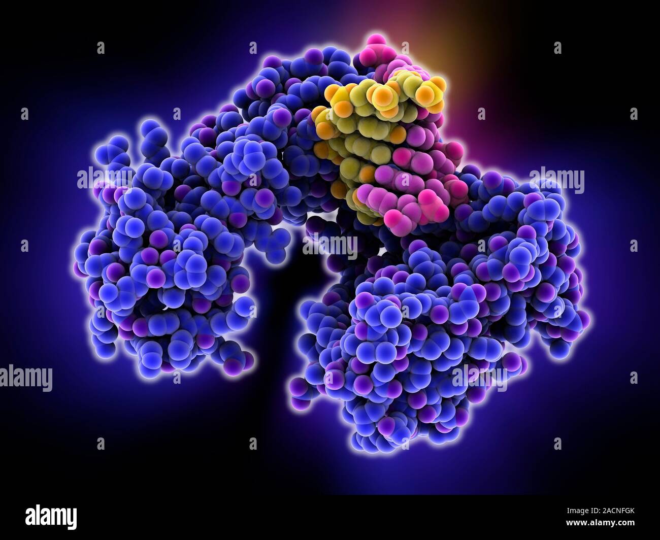 DNA polymerase with DNA. Molecular model of human DNA polymerase beta (blue) complexed with a ...