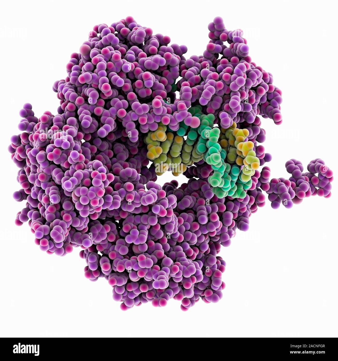 DNA clamp complexed with DNA molecule. Molecular model showing a ...