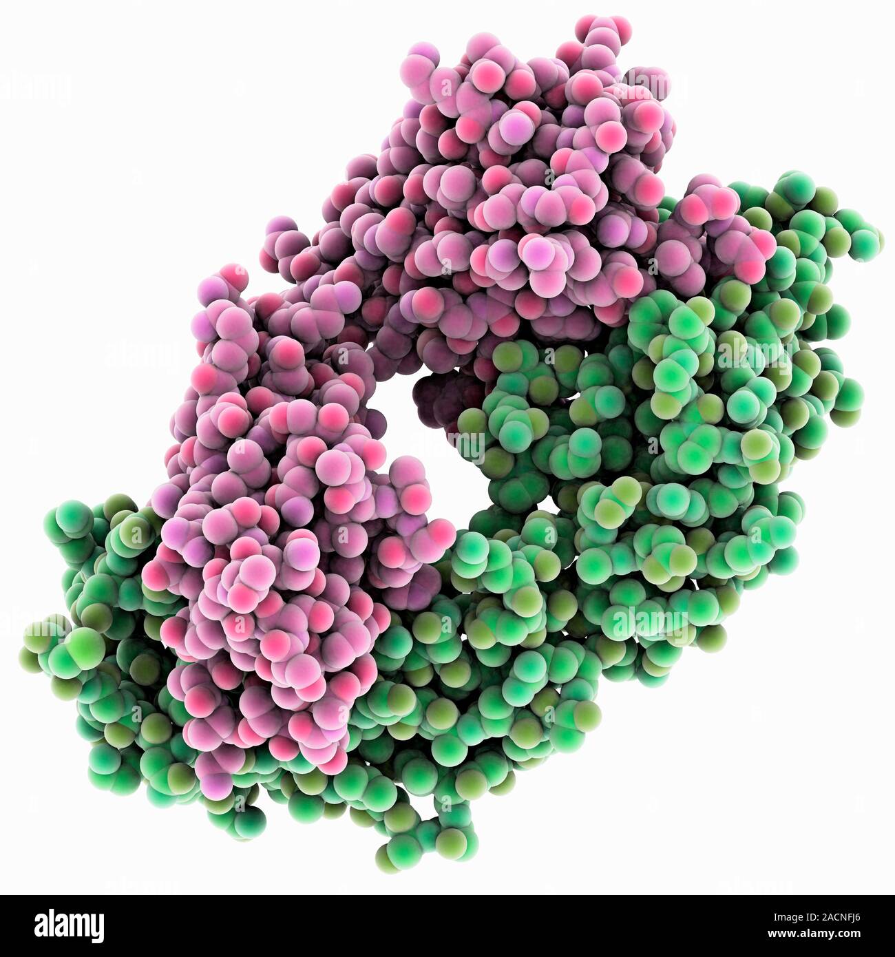 Human antitumour antibody. Molecular model showing the antitumour ...