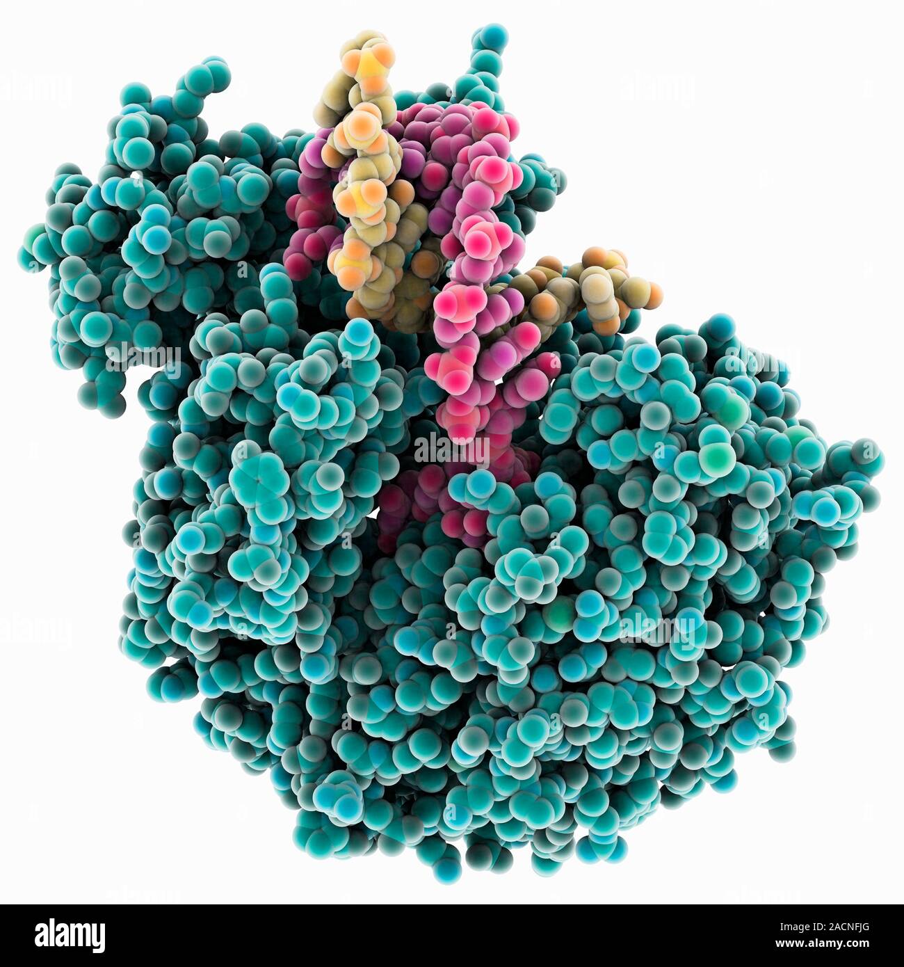 DNA helicase. Molecular model of a helicase molecule (blue) complexed ...