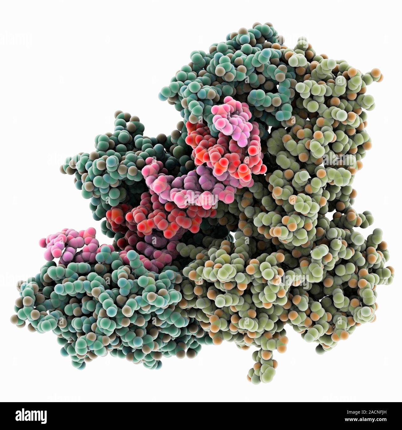 HIV reverse transcription enzyme. Molecular model of the reverse ...