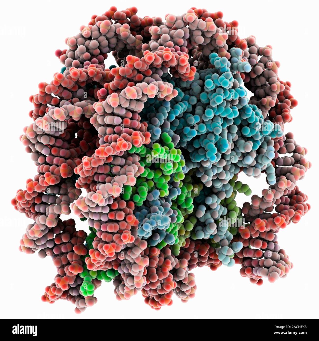 Nucleosome core particle bound to DNA. Molecular model showing a ...