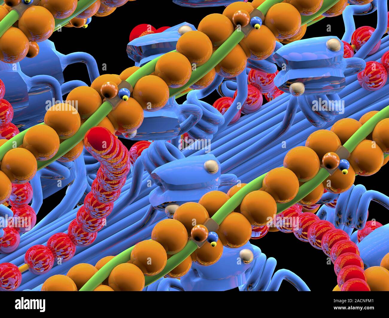 Computer Artwork Of The Molecular Actin Myosin Muscle Structure The
