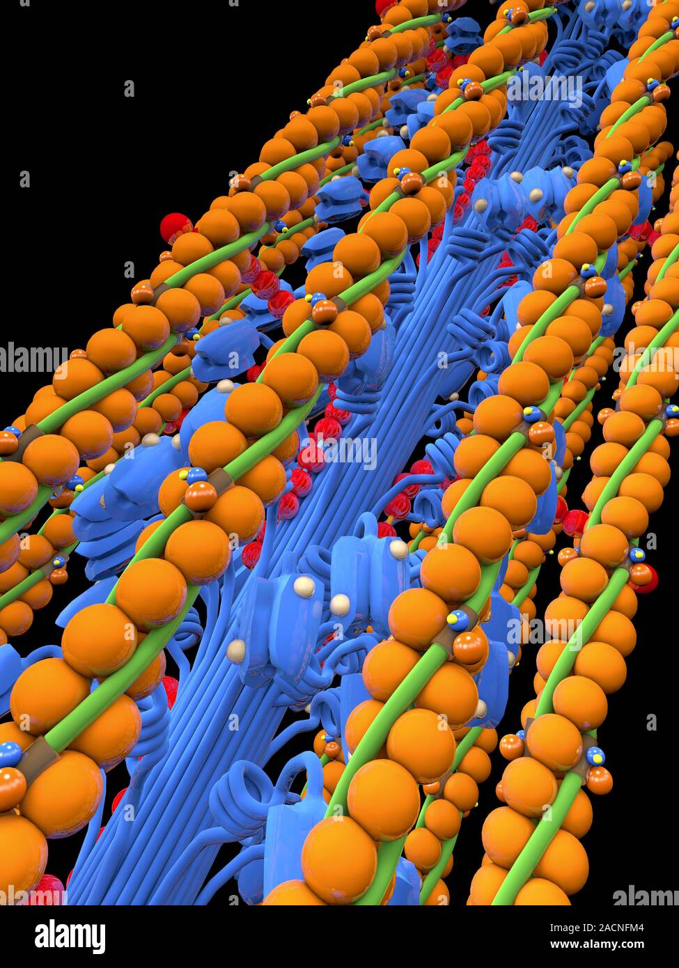 Computer Artwork Of The Molecular Actin Myosin Muscle Structure The