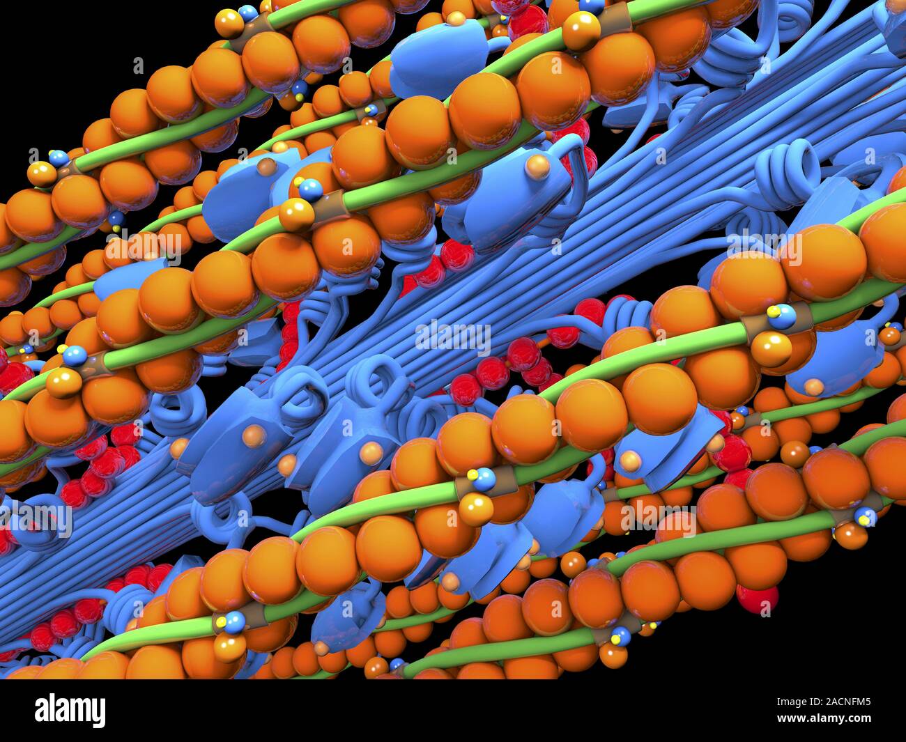 Computer artwork of the molecular actin myosin muscle structure. The ...