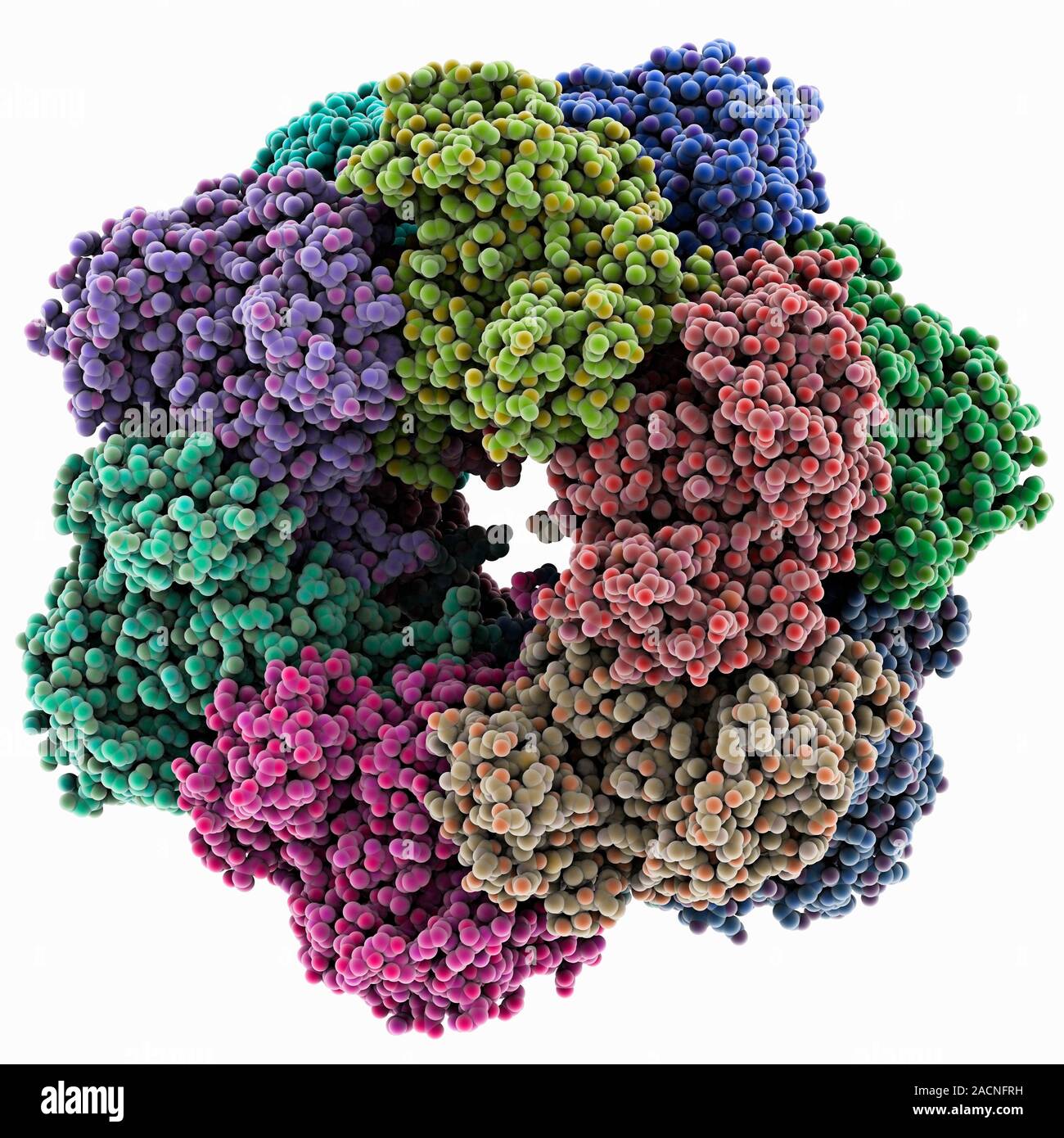 Glutamine synthetase enzyme, molecular model. This ligase enzyme forms ...