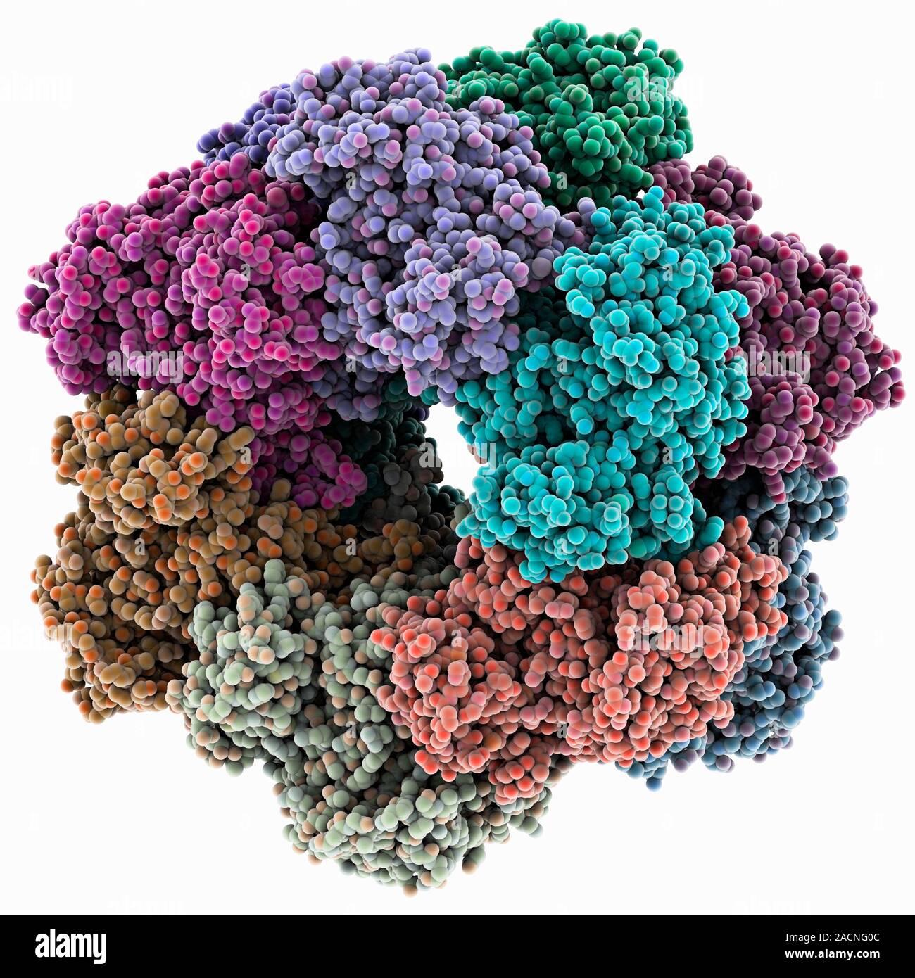 Glutamine synthetase enzyme, molecular model. This ligase enzyme forms ...