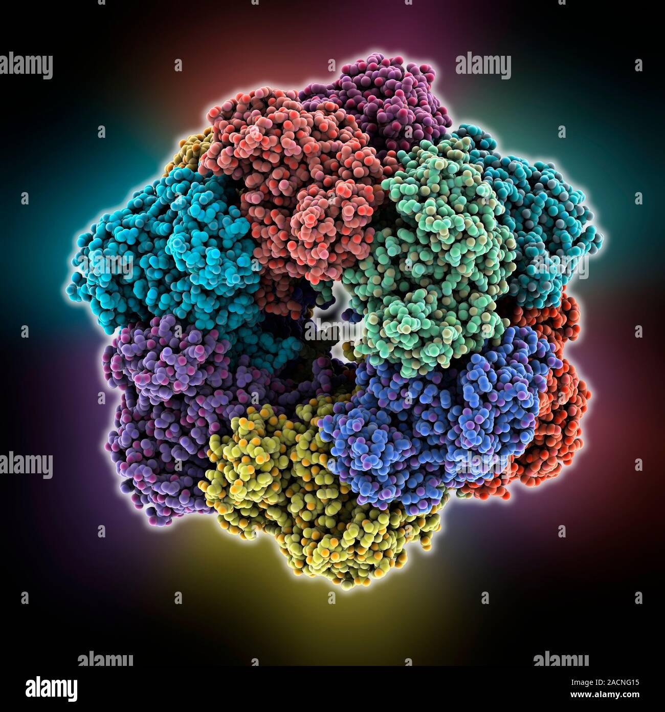 Glutamine synthetase enzyme, molecular model. This ligase enzyme forms ...