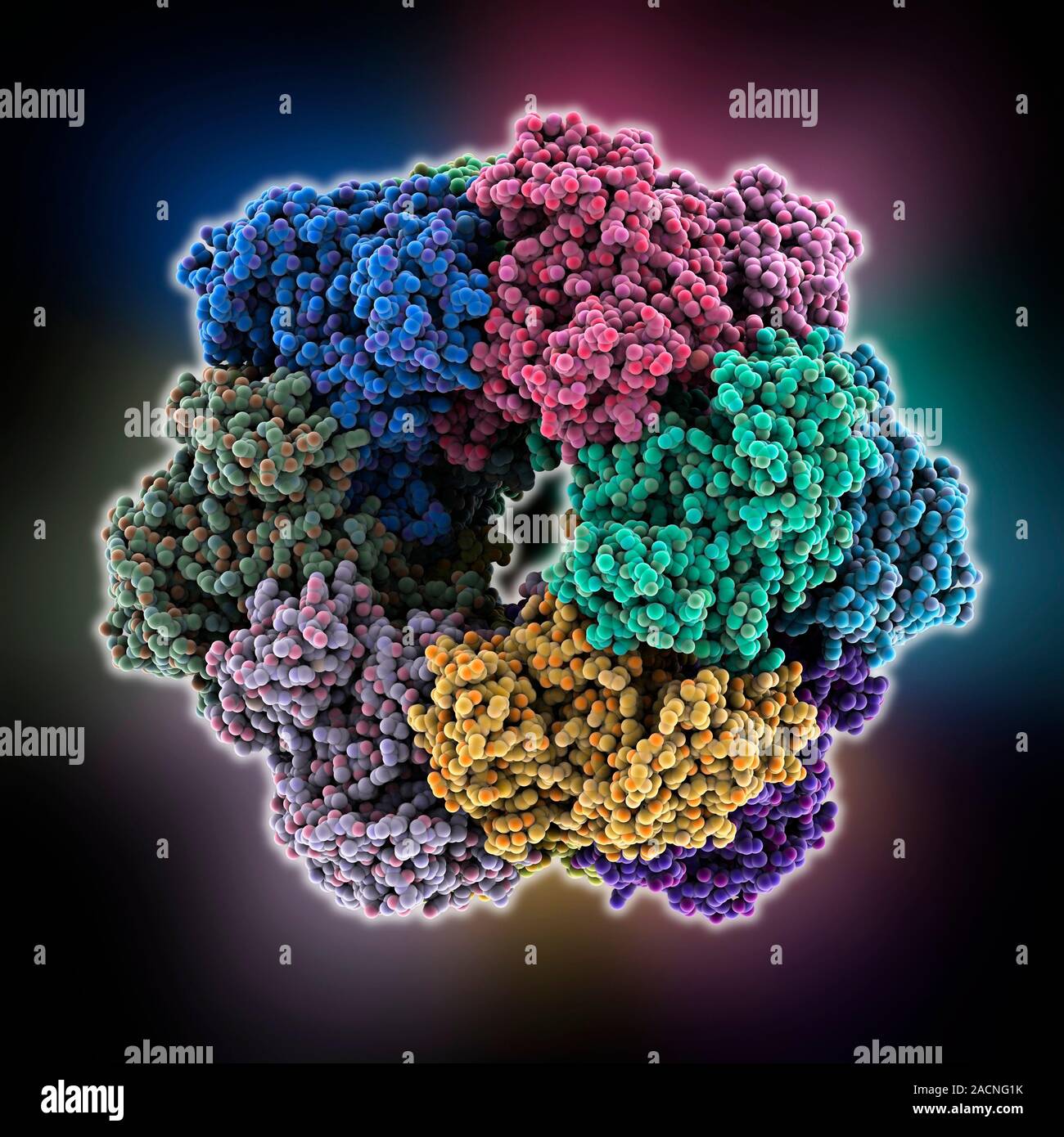Glutamine synthetase enzyme, molecular model. This ligase enzyme forms ...