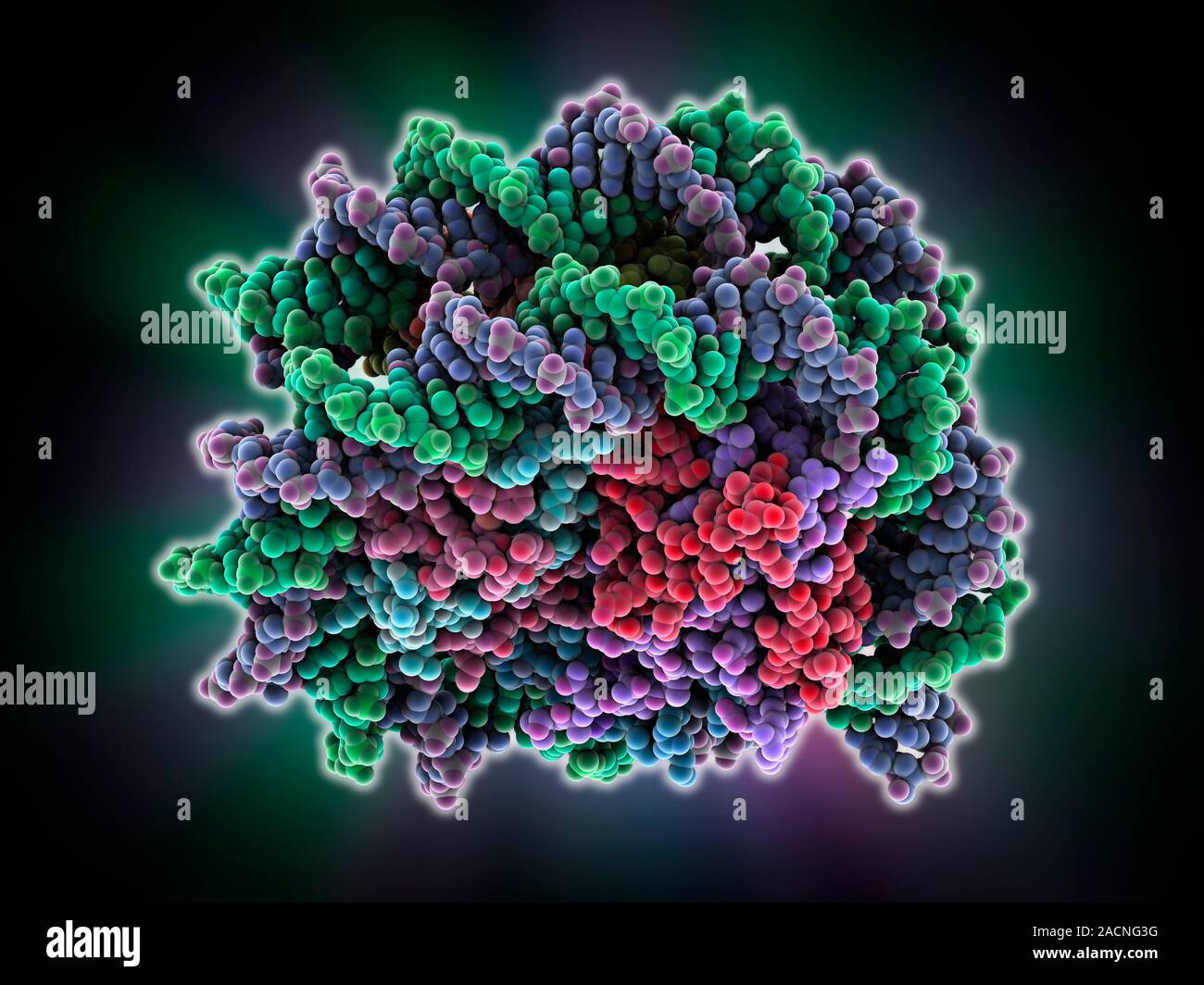 DNA nucleosome. Molecular model of a nucleosome, the fundamental ...