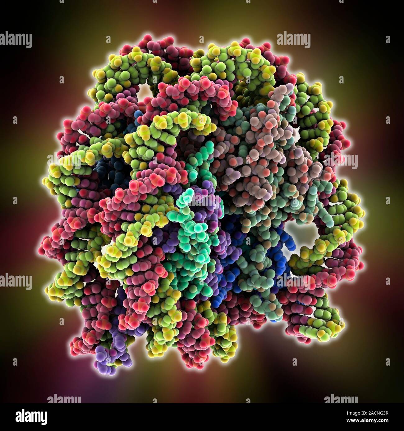 DNA nucleosome. Molecular model of a nucleosome, the fundamental ...