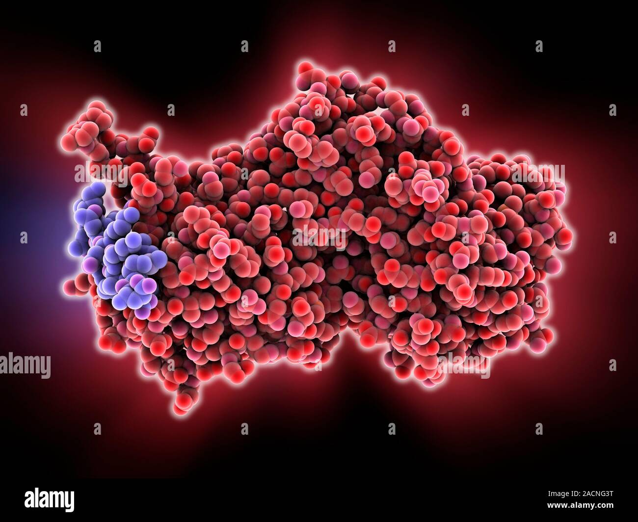 Botulinum type B neurotoxin. Molecular model of the Botulinum type B ...
