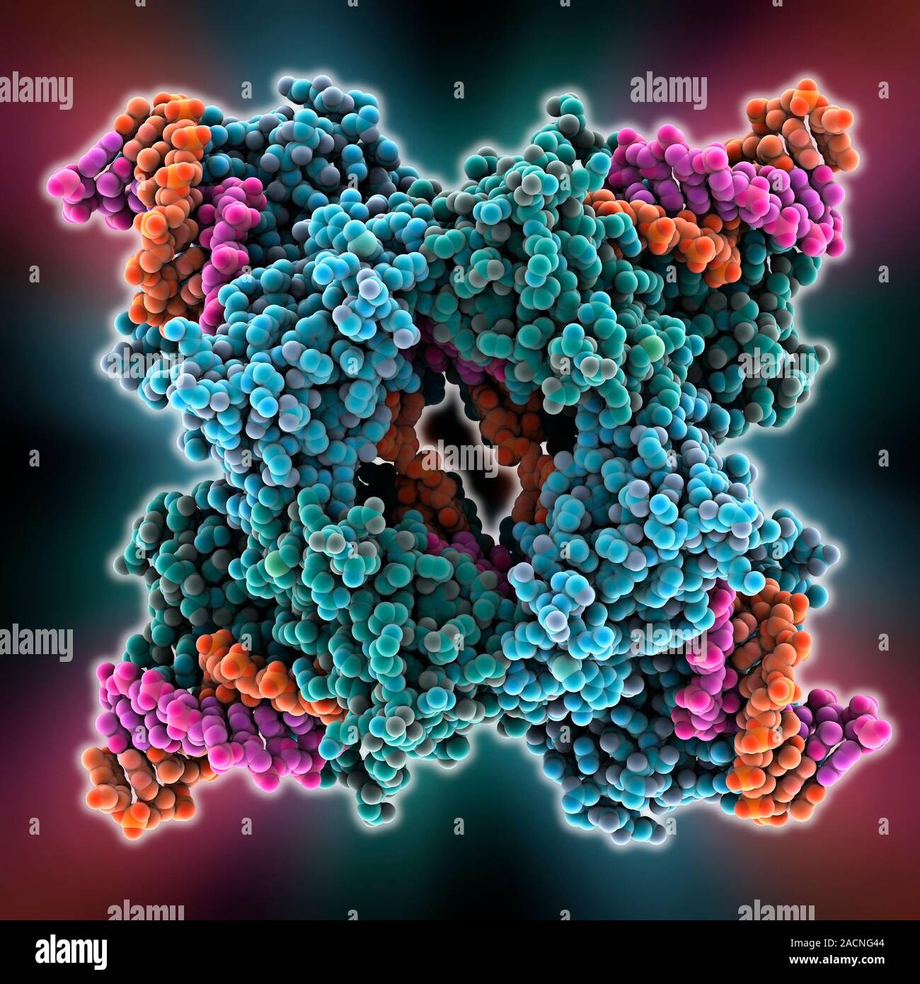 Enzyme catalysing DNA recombination. Molecular model of the enzyme CRE ...
