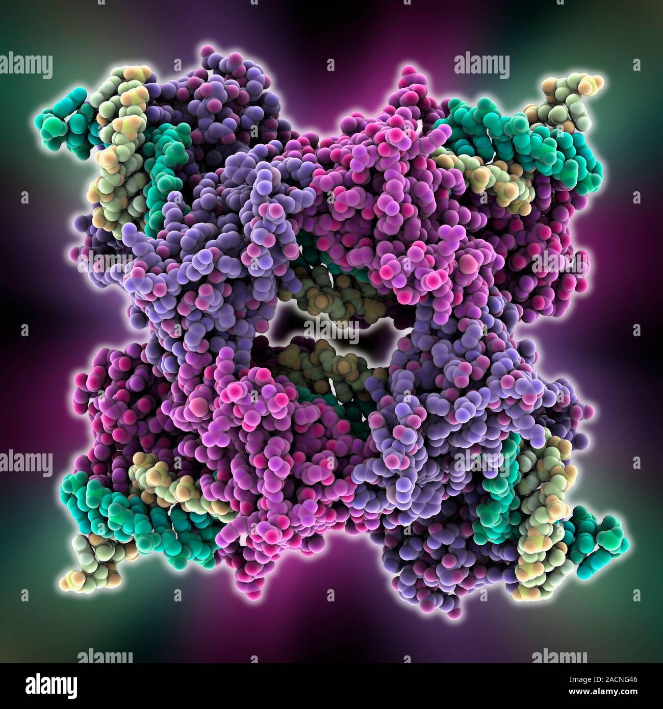 Enzyme catalysing DNA recombination. Molecular model of the enzyme CRE ...