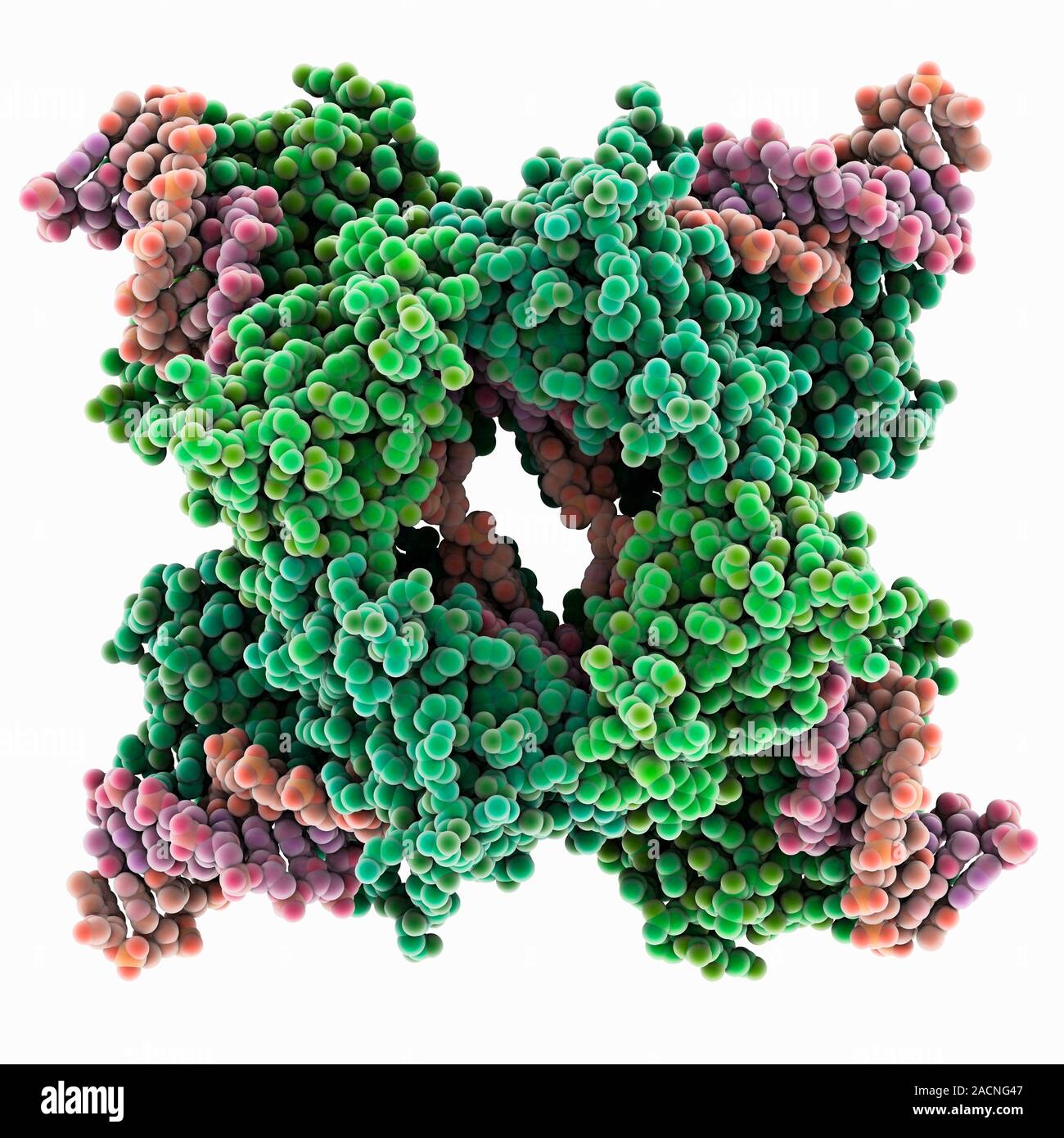 Enzyme catalysing DNA recombination. Molecular model of the enzyme CRE ...