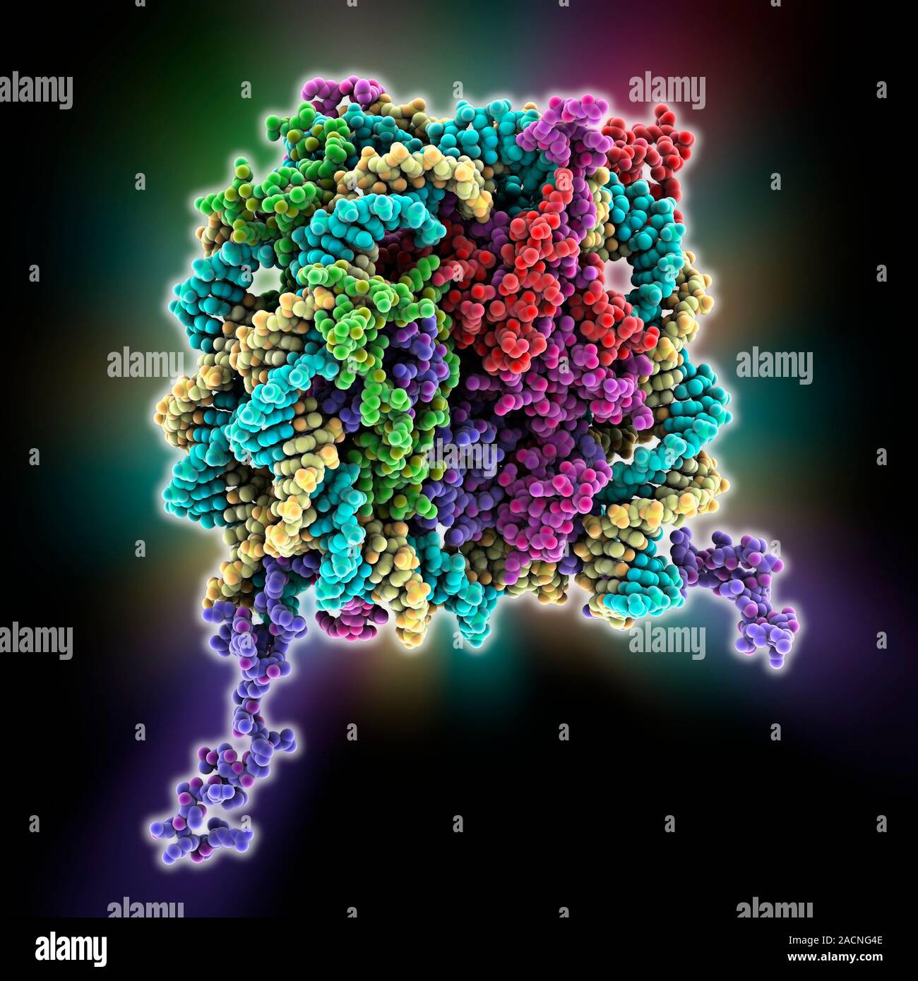 DNA nucleosome. Molecular model of a nucleosome, the fundamental ...