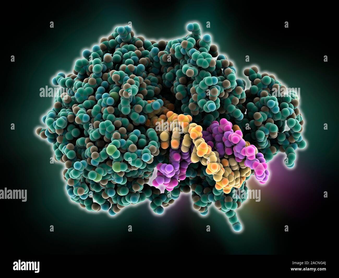 DNA helicase. Molecular model of a helicase molecule (blue) complexed ...