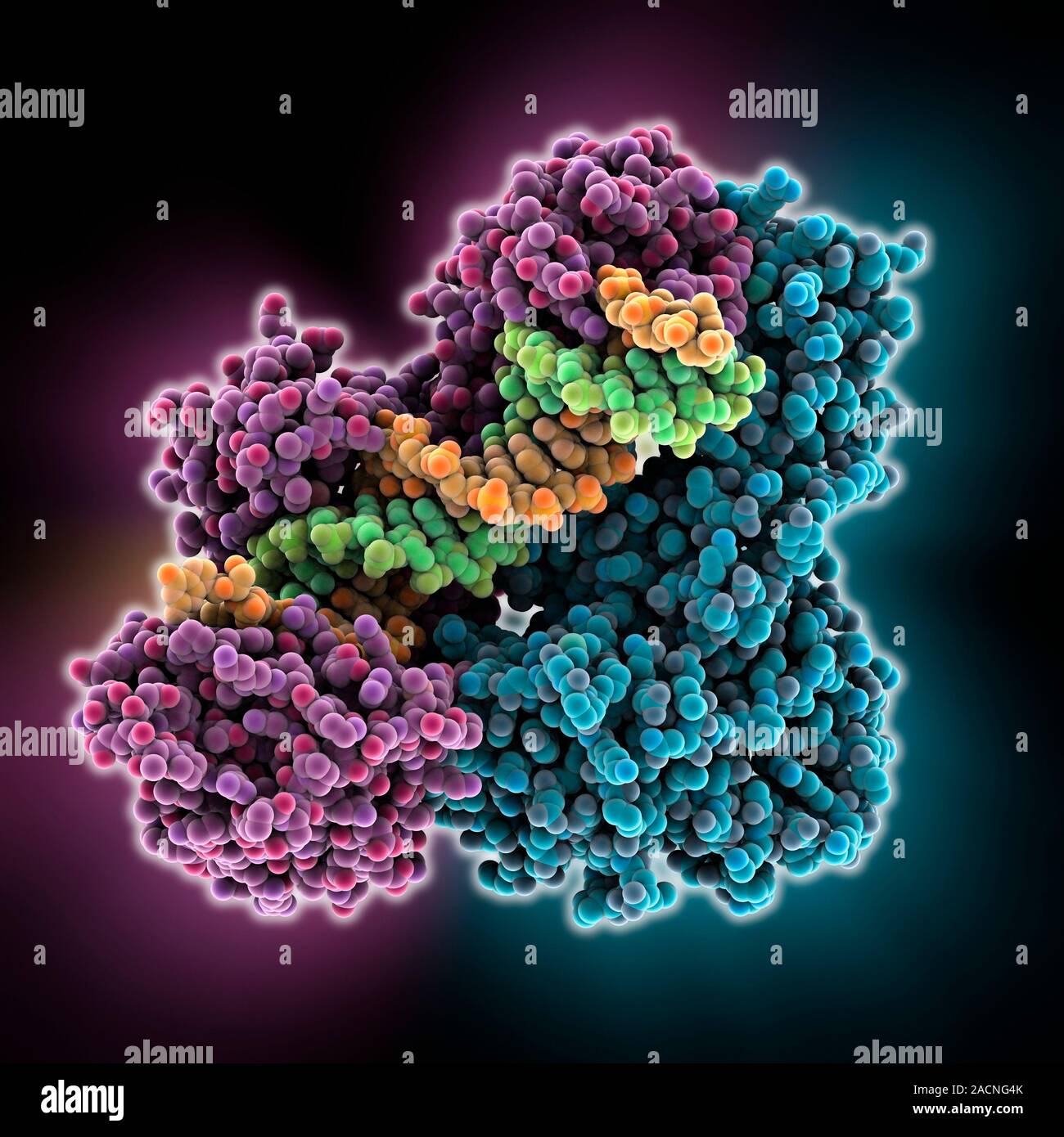 HIV reverse transcription enzyme. Molecular model of the reverse ...