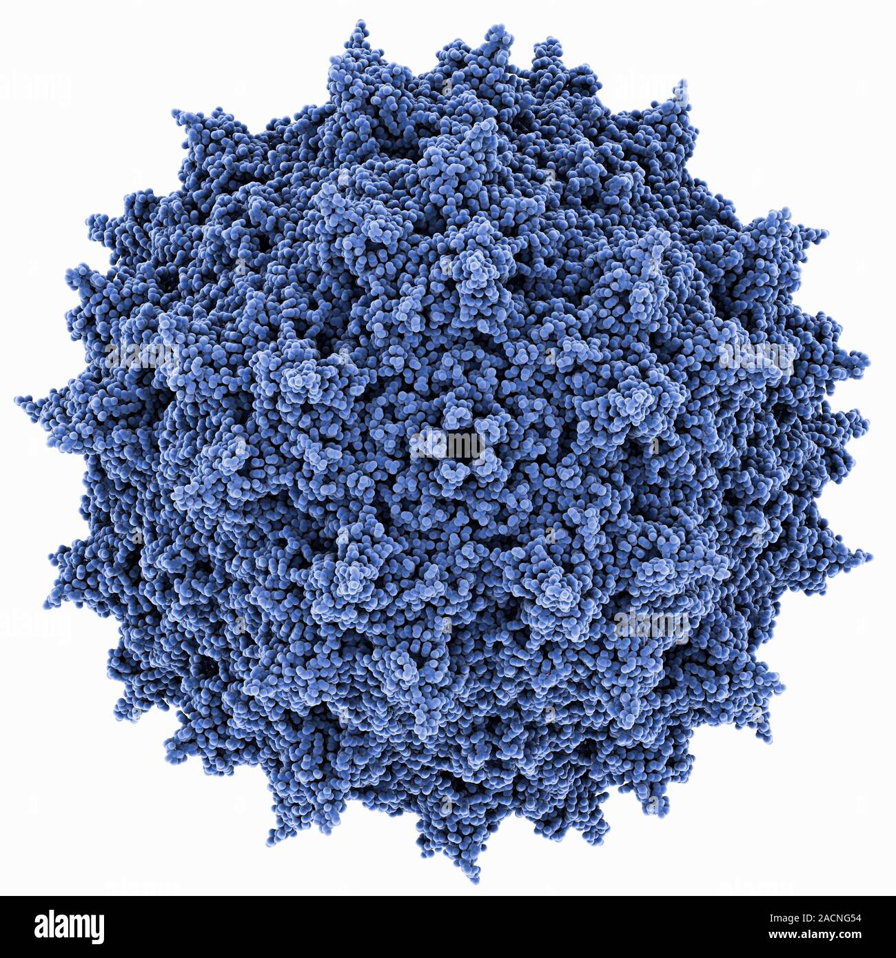 Adeno-associated virus capsid, molecular model. The capsid is a protein ...