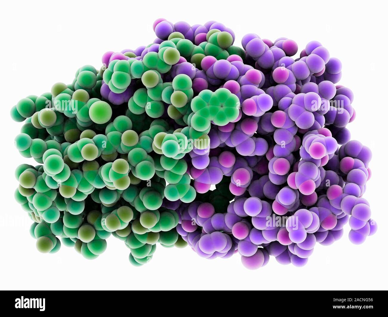 HIV-1 protease, molecular model. This enzyme, from HIV (human ...