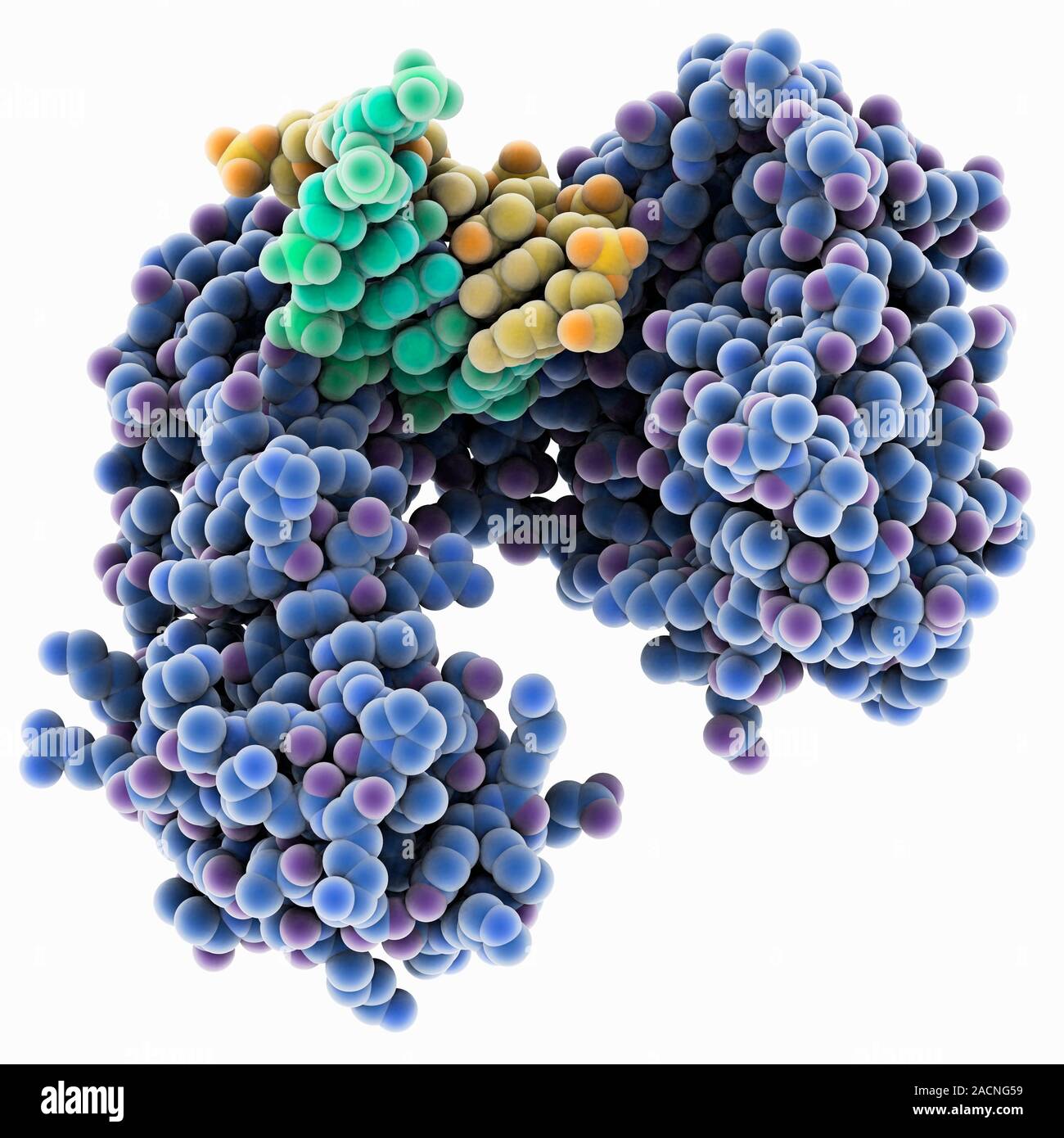 DNA polymerase with DNA. Molecular model of human DNA polymerase beta ...