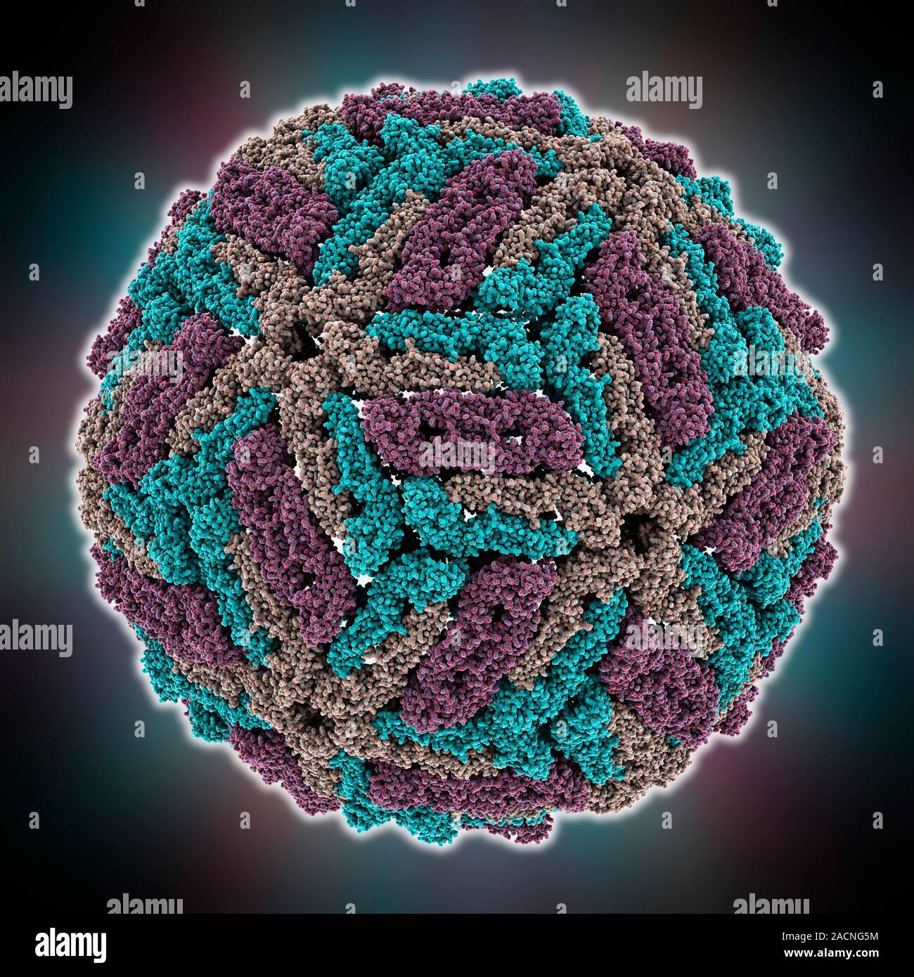 Dengue virus capsid, molecular model. This virus, transmitted by ... Dengue virus capsid, molecular model. This virus, transmitted by ...