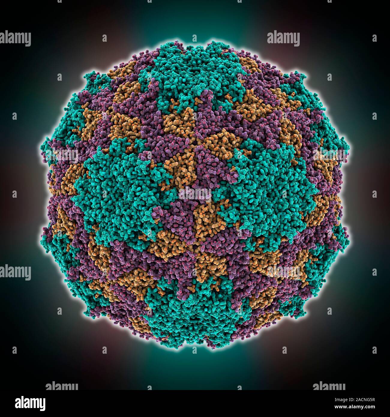 Mengovirus capsid, molecular model. Also known as ...