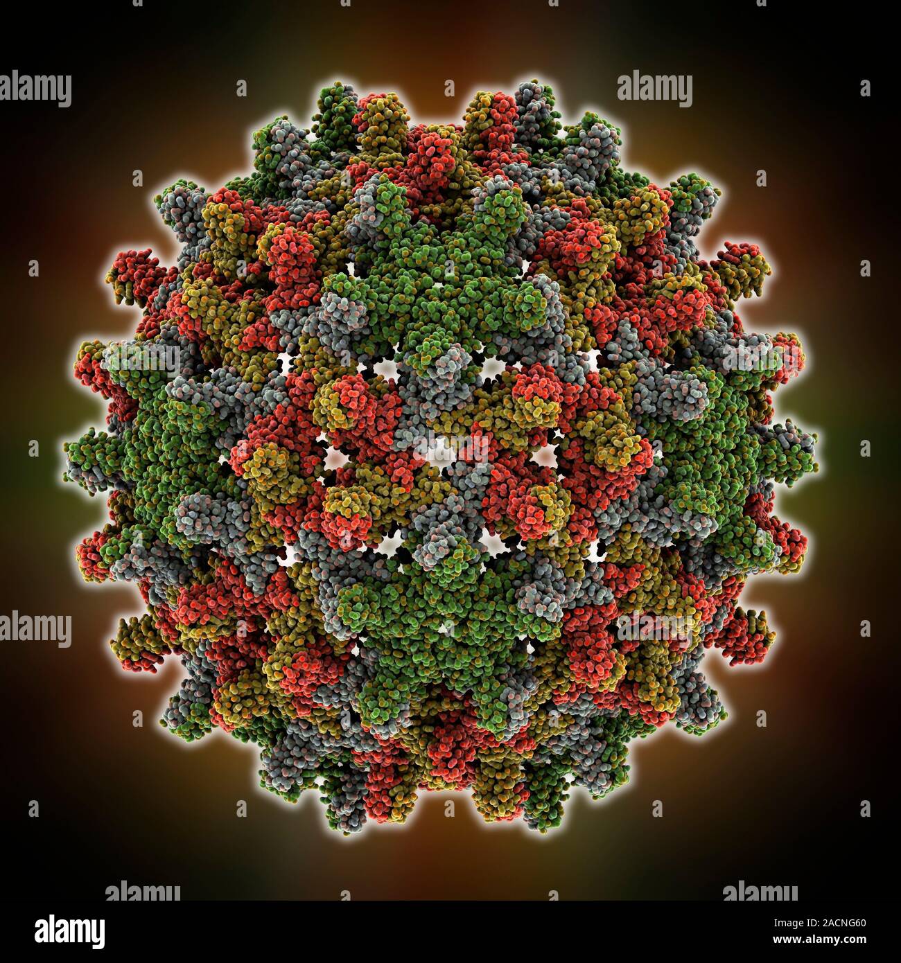 Hepatitis B virus capsid, molecular model. This virus, transmitted ...