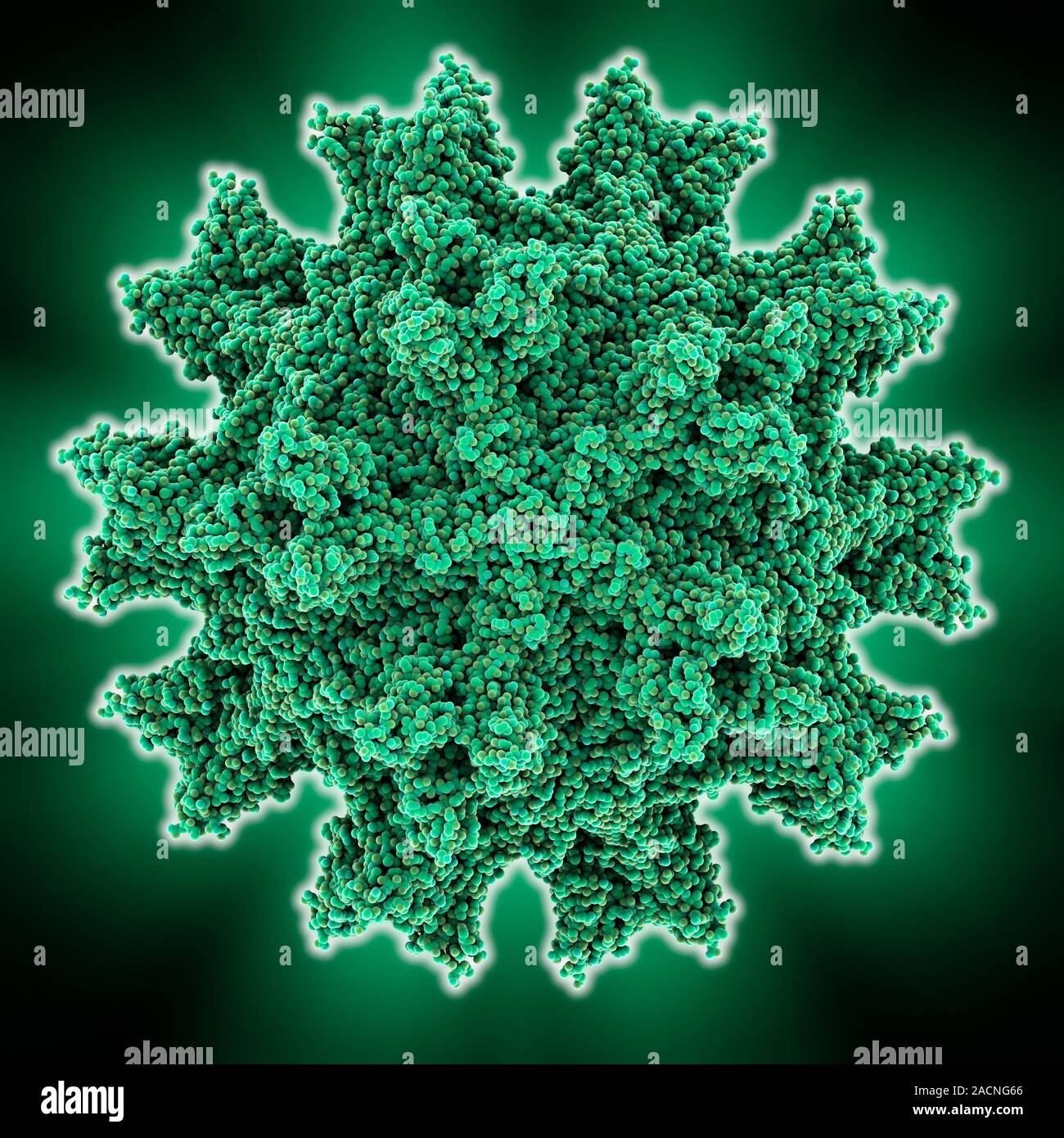 Infectious bursal disease virus capsid, molecular model. This avian ...