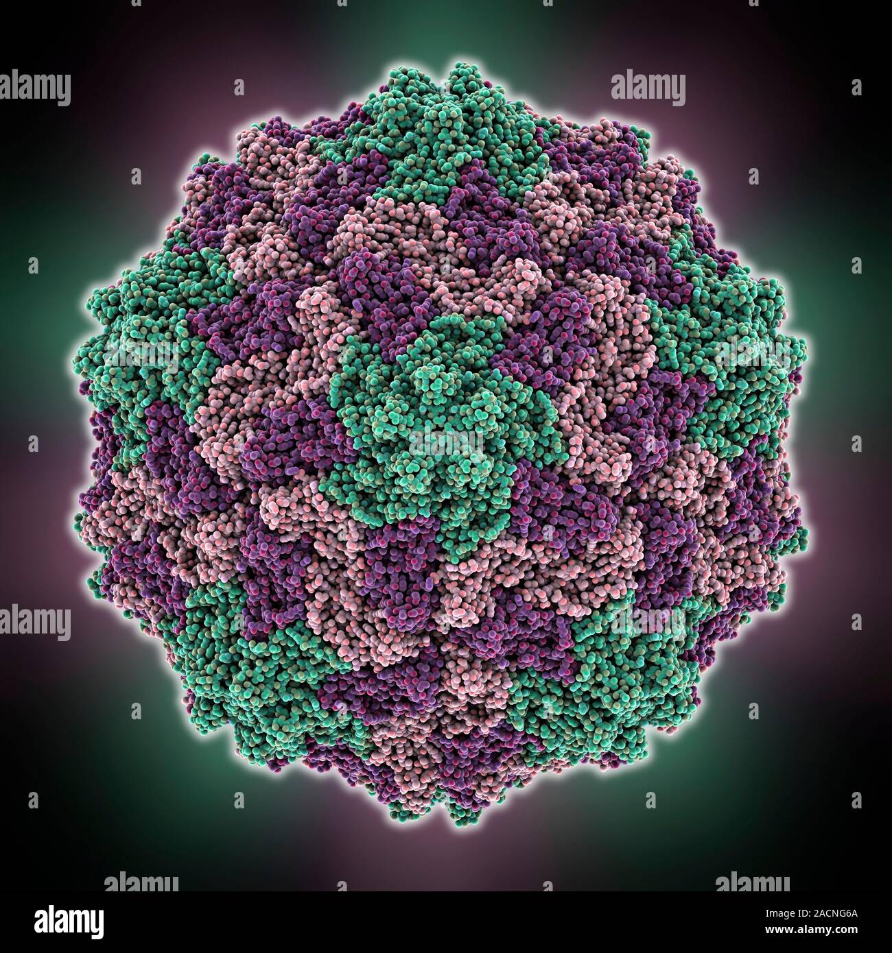 Ryegrass mottle virus capsid, molecular model. This plant virus is ...