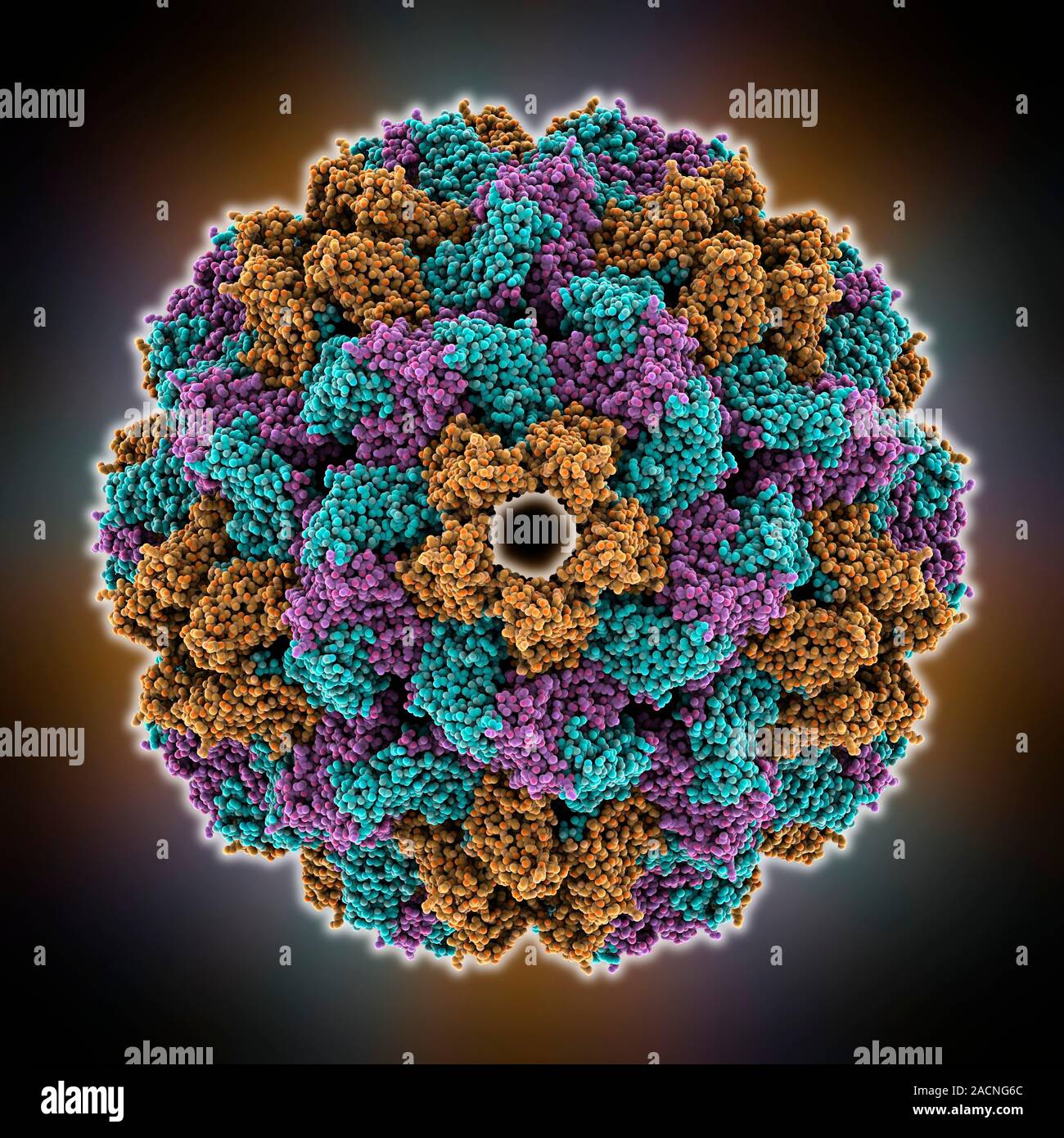Physalis mottle virus capsid, molecular model. This virus is named for ...