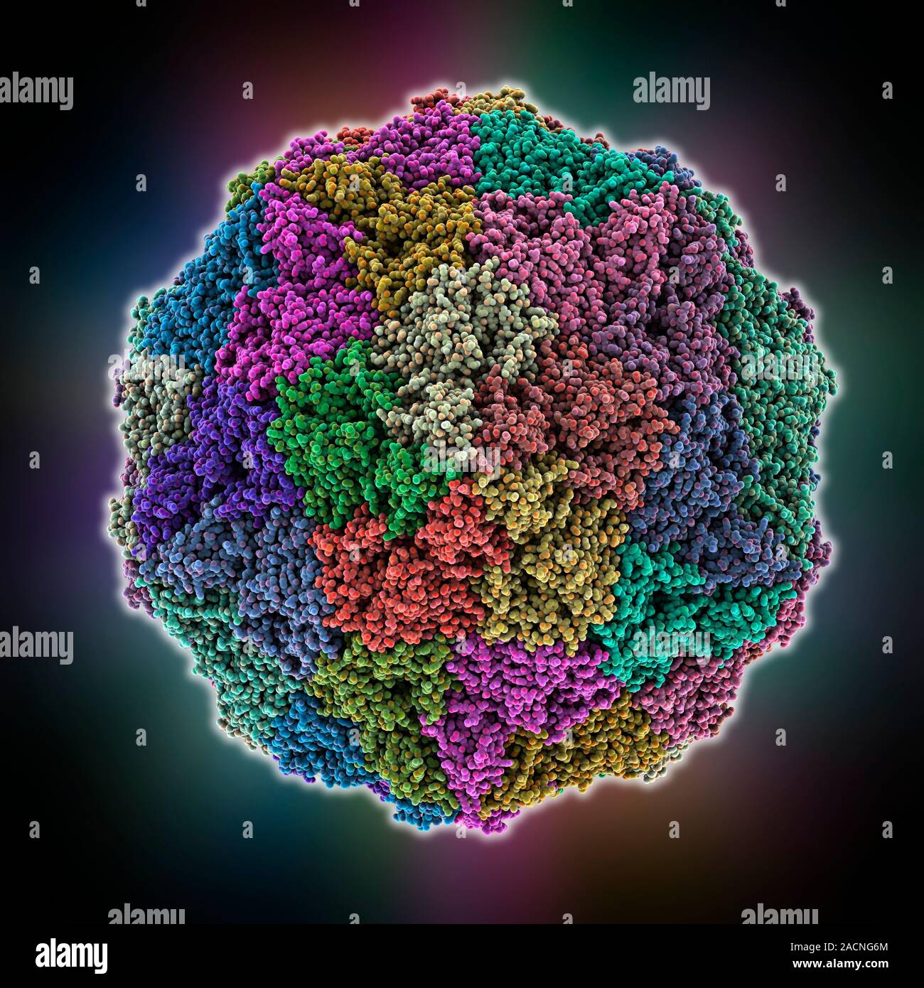 Grapevine fanleaf virus capsid, molecular model. This plant virus is ...